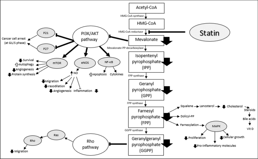 Mechanism-of-action-of-statin-with-a-related-pathway-in-reducing-EC ...